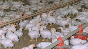 About Mar-Jac – Mar-Jac Poultry