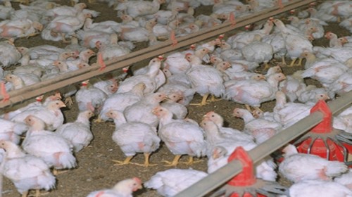 About Mar-Jac – Mar-Jac Poultry