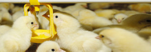 Mar-Jac Poultry | Mar-Jac Poultry Quality Every Step of the Way