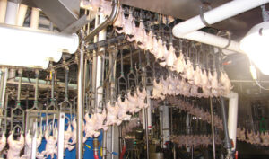 Process – Mar-Jac Poultry