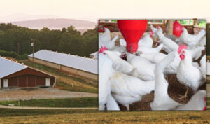 Process – Mar-Jac Poultry